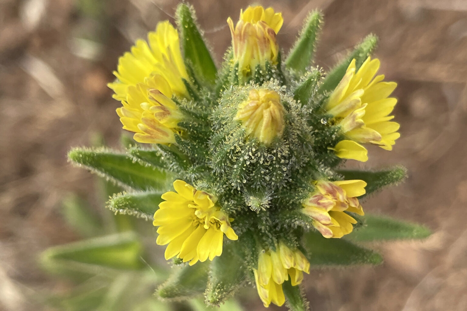 Discover the Resilient Beauty of Tarweed